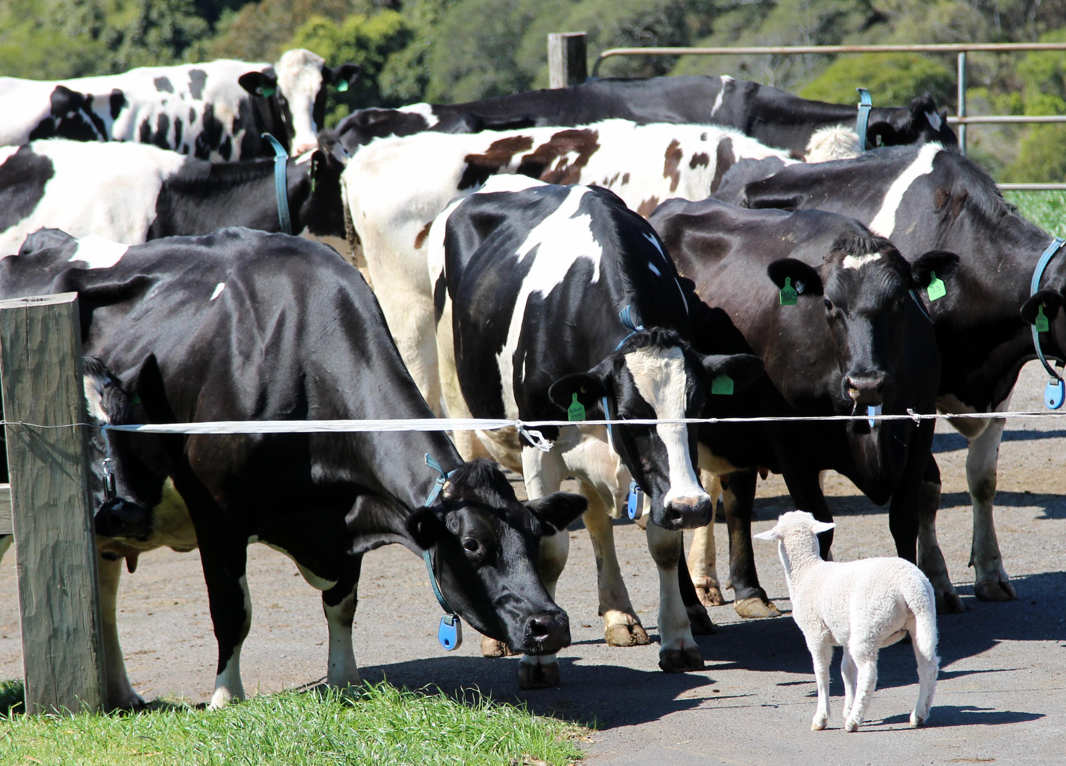 Affectionately Yours, Show some Dairy Love – Clover Hill Diaries – Join ...
