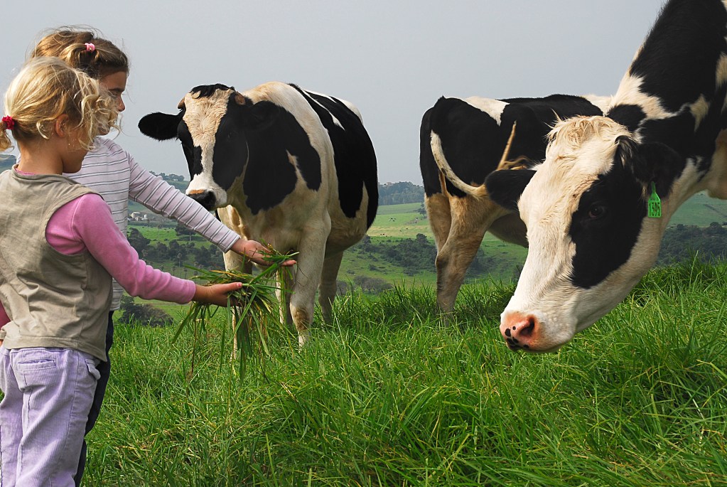 Why Are We Fighting About Cows When the Real Problem is Us and Trust ...